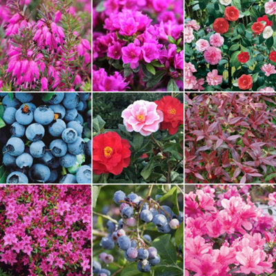 Ericaceous Shrub Plant Mix - Beautiful Collection of Outdoor Plants ...