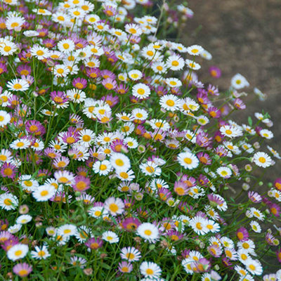 Erigeron karvinskianus in a 9cm Pot (Pack of 3)