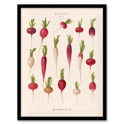 Ernst Benary Radish Root Varieties Vintage Botanical Framed Wall Art ...