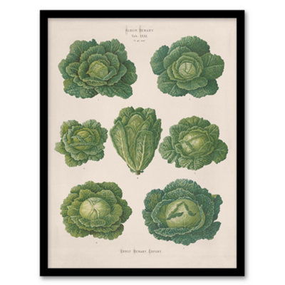 Ernst Benary Savoy Cabbages Vintage Botanical Framed Wall Art Picture ...