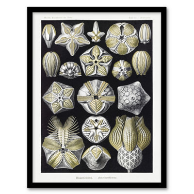 Ernst Haeckel Framed Wall Art Print Blastoid Sea Buds Urchins - A4 Size