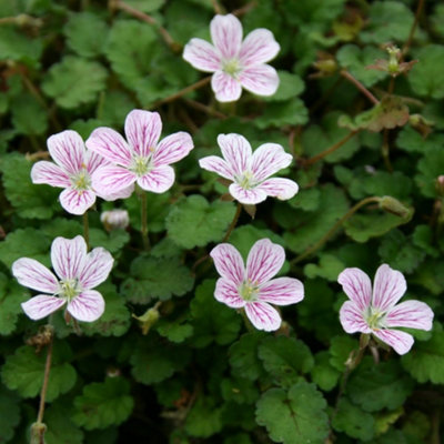 Erodium Roseum Hardy Alpine Perennial Pink Flowers Rockery Patio ...