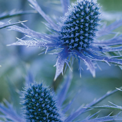 Eryngium Big Blue - Thistle-Shaped Blue Flowers, Sea Holly, Hardy (20 ...