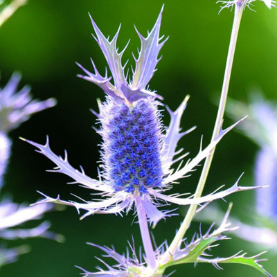 Eryngium leavenworthii Seeds - Sea Holly Purple Pineapple Vivid Purple ...