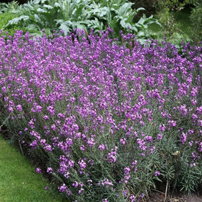 ERYSIMUM BOWLES MAUVE - WALLFLOWER, PURPLE BLOOMS, COMPACT SIZE (20 ...