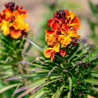 Erysimum Colour Vibe Orange -Perennial Wallflowers 5 young plants