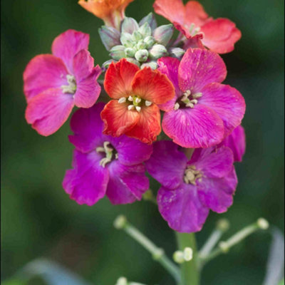 Erysimum Red Jep - Perennial Wallflower with rich colours and ...