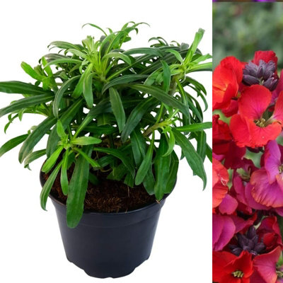 Erysimum Red Jep Wallflower Plant in 13cm Pot - Evergreen Perennial ...