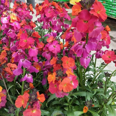 Erysimum Red Jep Wallflower Plant in 13cm Pot - Evergreen Perennial ...