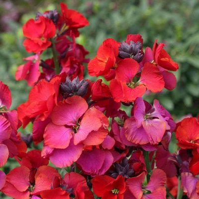 ERYSIMUM RED JEP WALLFLOWER PLANT IN 13CM POT - EVERGREEN PERENNIAL ...