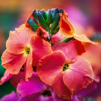 Erysimum Red Jep Wallflower Plant in 13cm Pot - Evergreen Perennial ...