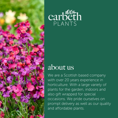 Erysimum Red Jep Wallflower Plant in 13cm Pot - Evergreen Perennial ...