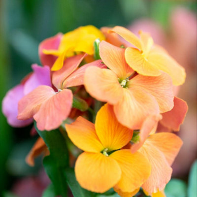 Erysimum Spring Breeze Sunset - Perennial Wallflowers 5 Young Plants