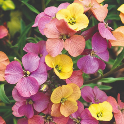 Erysimum (Wallflower) Artist Paintbox 1 Jumbo Plug