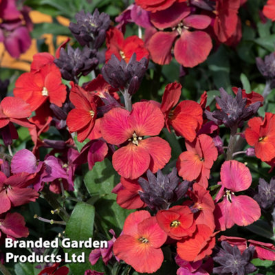 Erysimum Wallflower Colour Vibe Red 9cm Potted Plant x 3