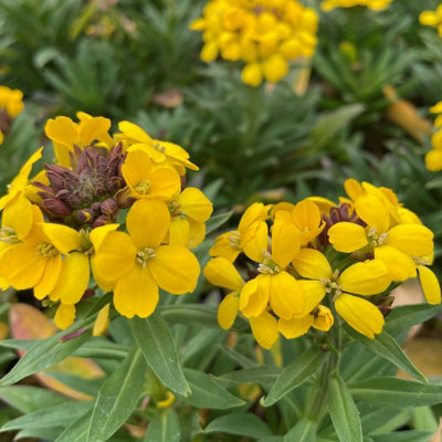 Erysimum Yellow Bird in 13cm Pot - Spring Flowering Alpine Wallflower