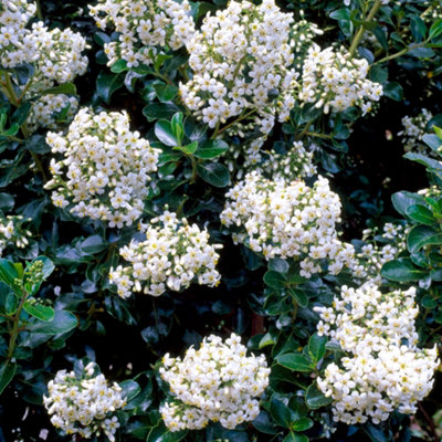 Escallonia Iveyi Garden Shrub - White Flowers, Compact Size, Attracts ...