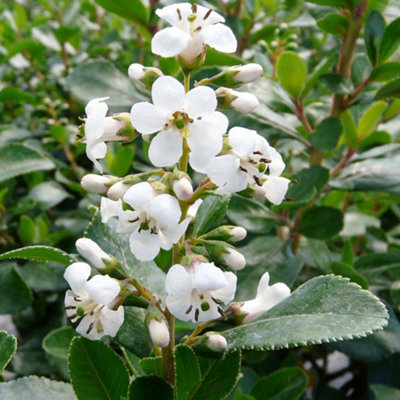 Escallonia Iveyi Garden Shrub - White Flowers, Compact Size, Attracts ...