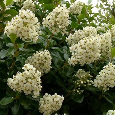 Escallonia Iveyii White Flowering Evergreen Shrub 50-60cm Large ...