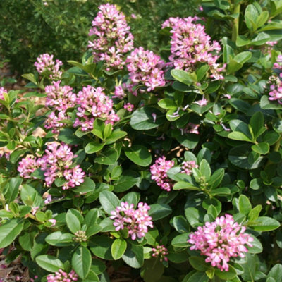 Escallonia laevis 'Pink Elle' Evergreen Flowering Potted Outdoor Garden ...