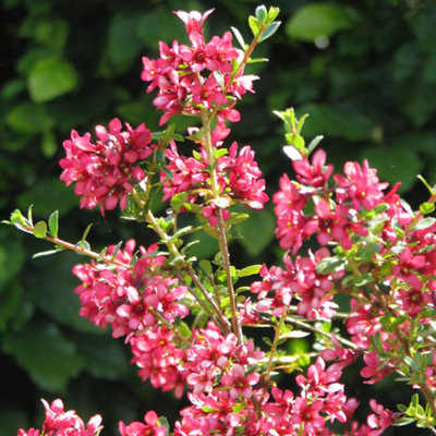 Escallonia Red Elf - Red Flowers, Long Flowering Period, Evergreen ...