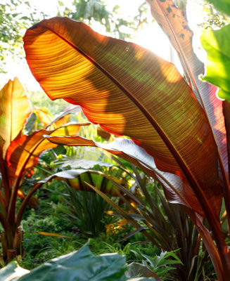 Ethiopian Black Banana - Ensete ventricosum maurelii - supplied in a 10 ...