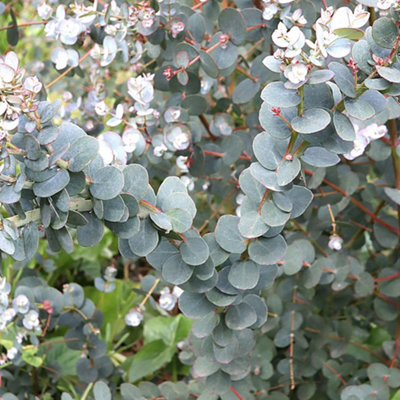 Eucalyptus gunnii Azura - Cider Gum, Distinct Foliage, Evergreen ...