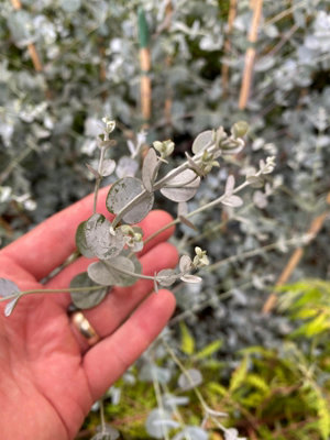 Eucalyptus Gunnii Azura Evergreen Ornamental Tree 5-6ft Tall Large ...