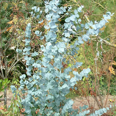 Eucalyptus Gunnii - Fragrant Evergreen Tree, Compact Size, Fast-Growing ...