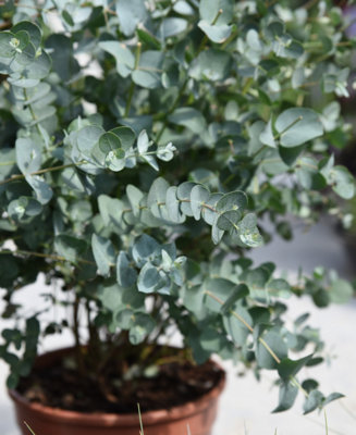 Eucalyptus gunnii France Bleu - Dwarf Gum tree in a 8cm pot