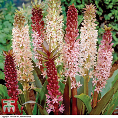 Eucomis hybrids Mixed - Pineapple Lily 1 Packet (50 Seeds)