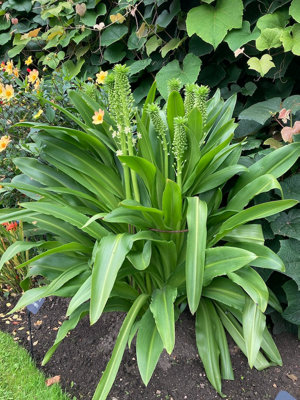 Eucomis pole-evansii giant pinapple lily 9cm potted plant