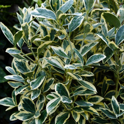 Euonymus 2 Litre Plant Mix - Japanese Spindle Tree - 50-55cm in Height ...