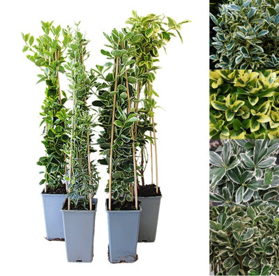 Euonymus 2 Litre Plant Mix - Japanese Spindle Tree - 50-55cm in Height ...