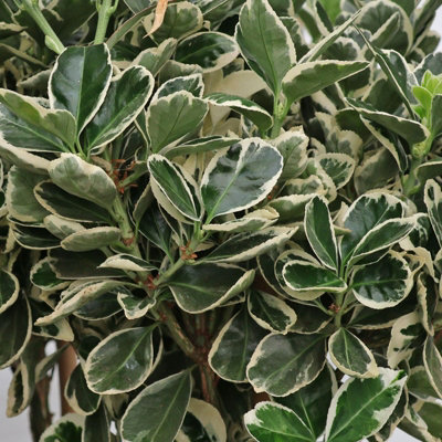 Euonymus 2 Litre Plant Mix - Japanese Spindle Tree - 50-55cm in Height ...