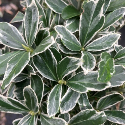 Euonymus 2 Litre Plant Mix - Japanese Spindle Tree - 50-55cm in Height ...