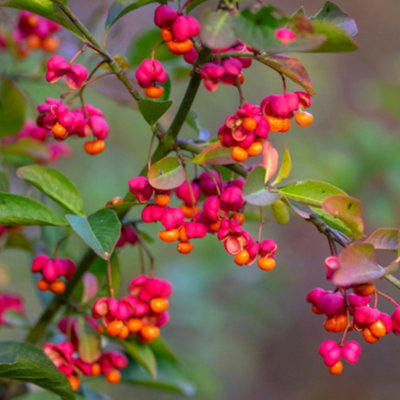 Euonymus Alatus Compactus - Spindle Tree In Compact Form Supplied In A ...