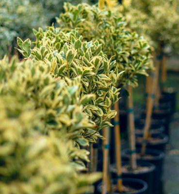 Euonymus Bravo Patio Tree in 7L Pot - 1m Lollipop Stem Japanese Spindle ...