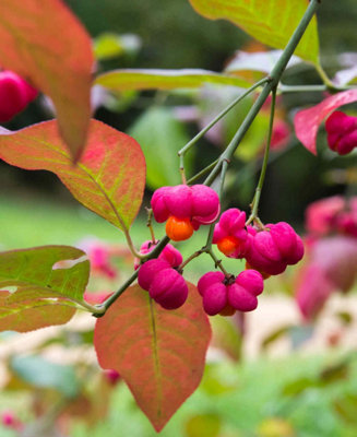 Euonymus europaeus Red Cascade - Spindle tree 1 x 9cm pot