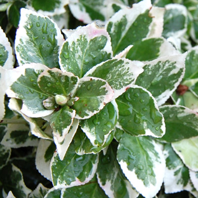 Euonymus fortunei 'Emerald Gaiety' Spindle Evergreen Hardy Shrub Plant ...