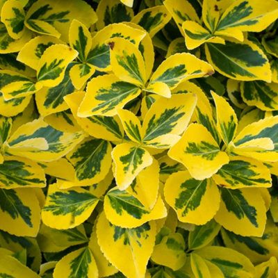 Euonymus fortunei 'Emerald Gold' Spindle Evergreen Shrub Hedge Plant in ...