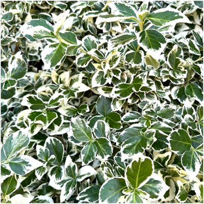 Euonymus Fortunei Spindle Bush 'Emerald Gaiety' Evergreen Garden Shrub ...