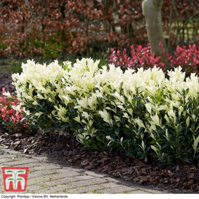 Euonymus Himalaya, Evergreen Spindle, Japanese Spindle Tree 9cm Pot x 3