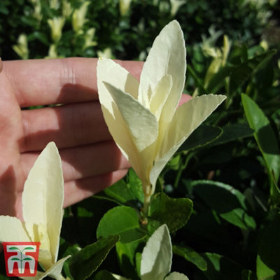 Euonymus Himalaya, Evergreen Spindle, Japanese Spindle Tree 9cm Pot x 3