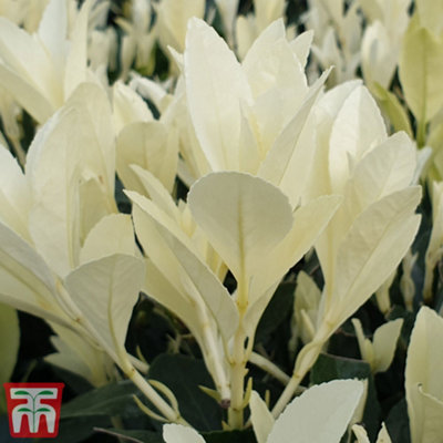 Euonymus Himalaya, Evergreen Spindle, Japanese Spindle Tree 9cm Pot x 3