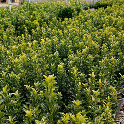Euonymus 'Jean Hugues' 60/80cm Root ball 20 Pack - Hedges Direct