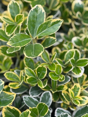 Euonymus President Evergreen Garden Shrub Plant By Direct Plants