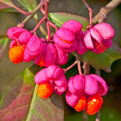 Euonymus Red Cascade Tree - Red Cascade Spindle Tree, Ornamental ...