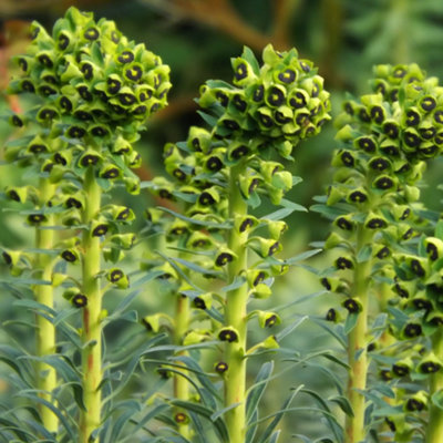 Euphorbia Black Pearl - Striking Green Flowers, Evergreen Perennial ...