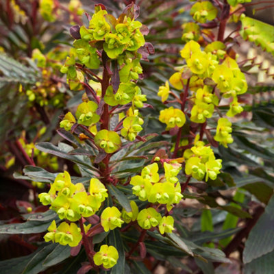 Euphorbia Purpurea - Deep Purple Foliage, Lime Green Flowers, Evergreen ...